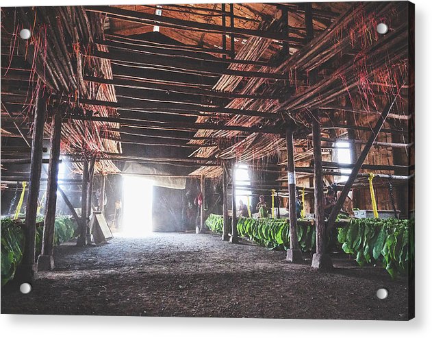 Curing Barns - Acrylic Print – RP Art Gallery
