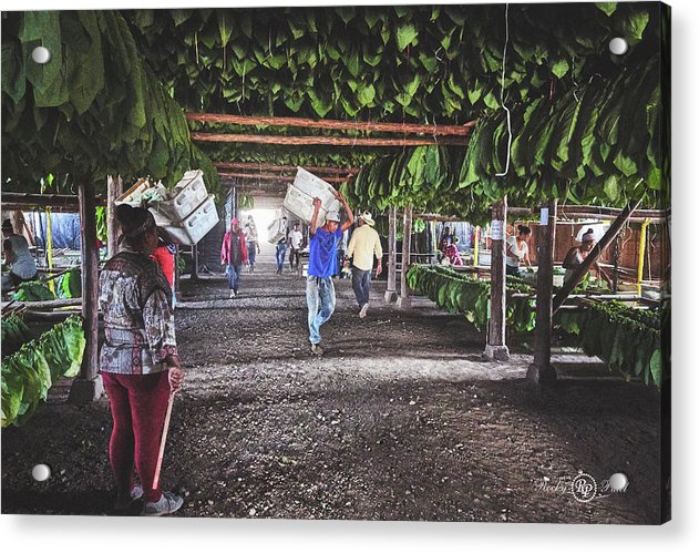 Inside the Curing Barn - Acrylic Print – RP Art Gallery